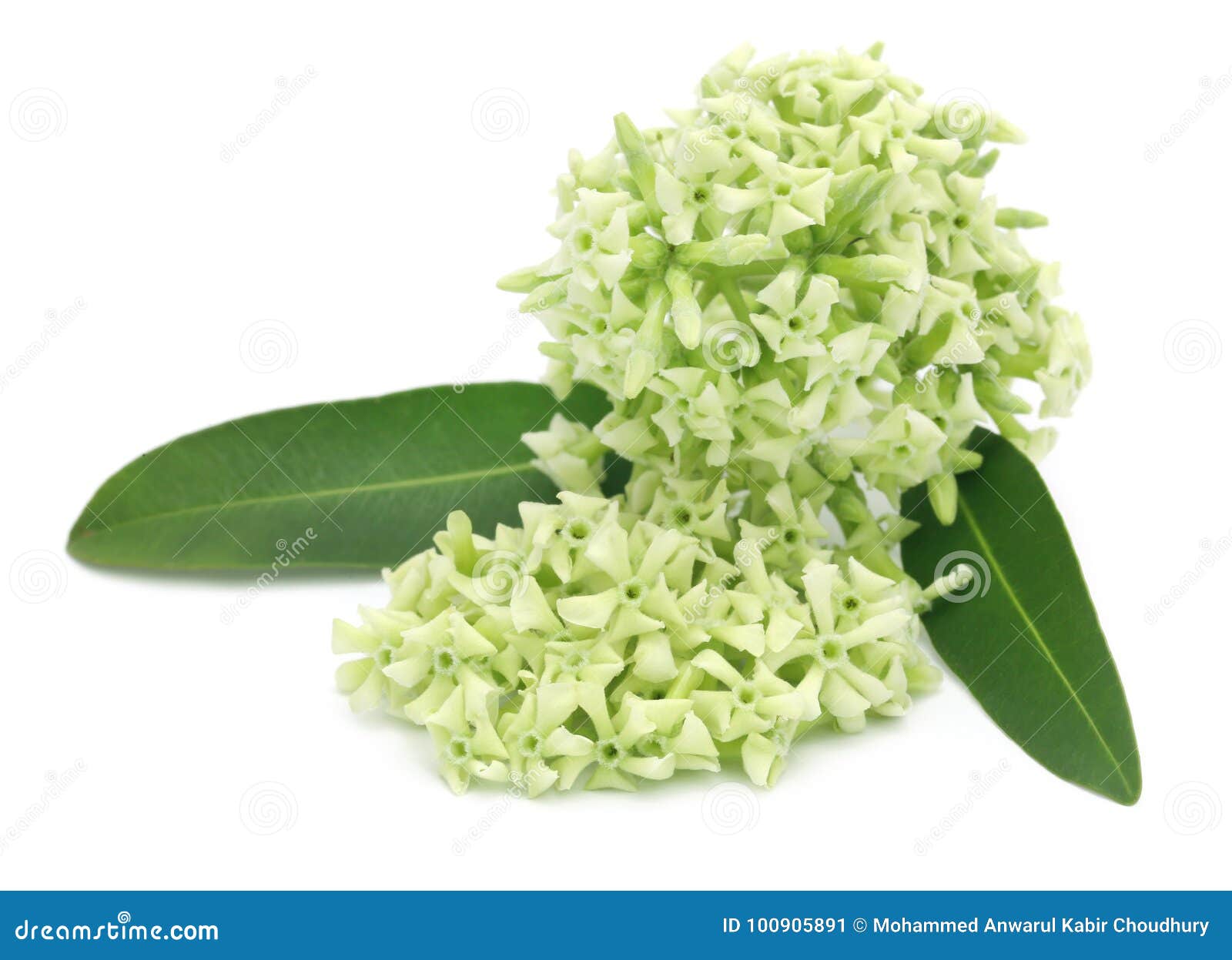 Alstonia Scholaris, Commonly Called Blackboard Tree Or Saptaparni Or ...