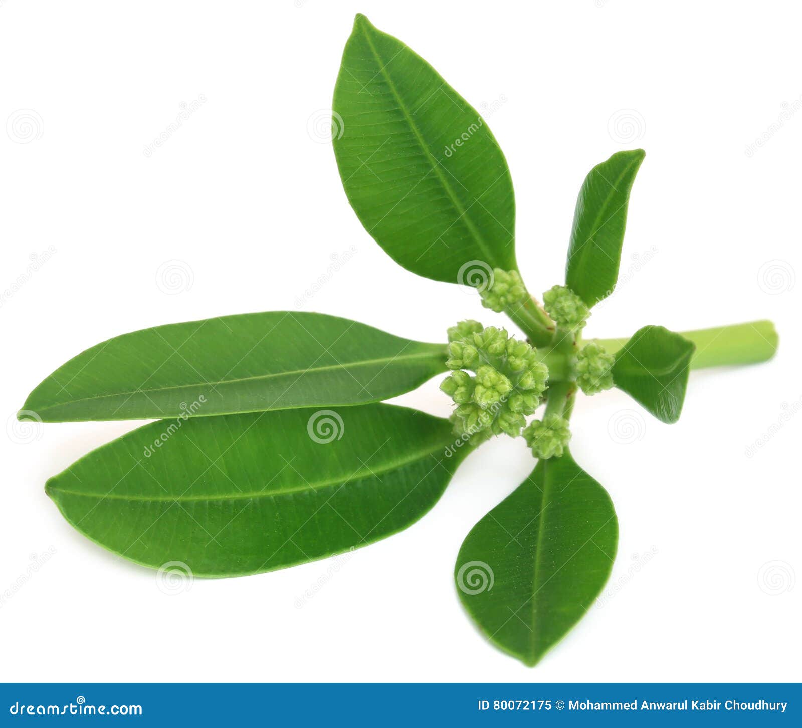 Alstonia Scholaris, Commonly Called Blackboard Tree Or Saptaparni Or ...