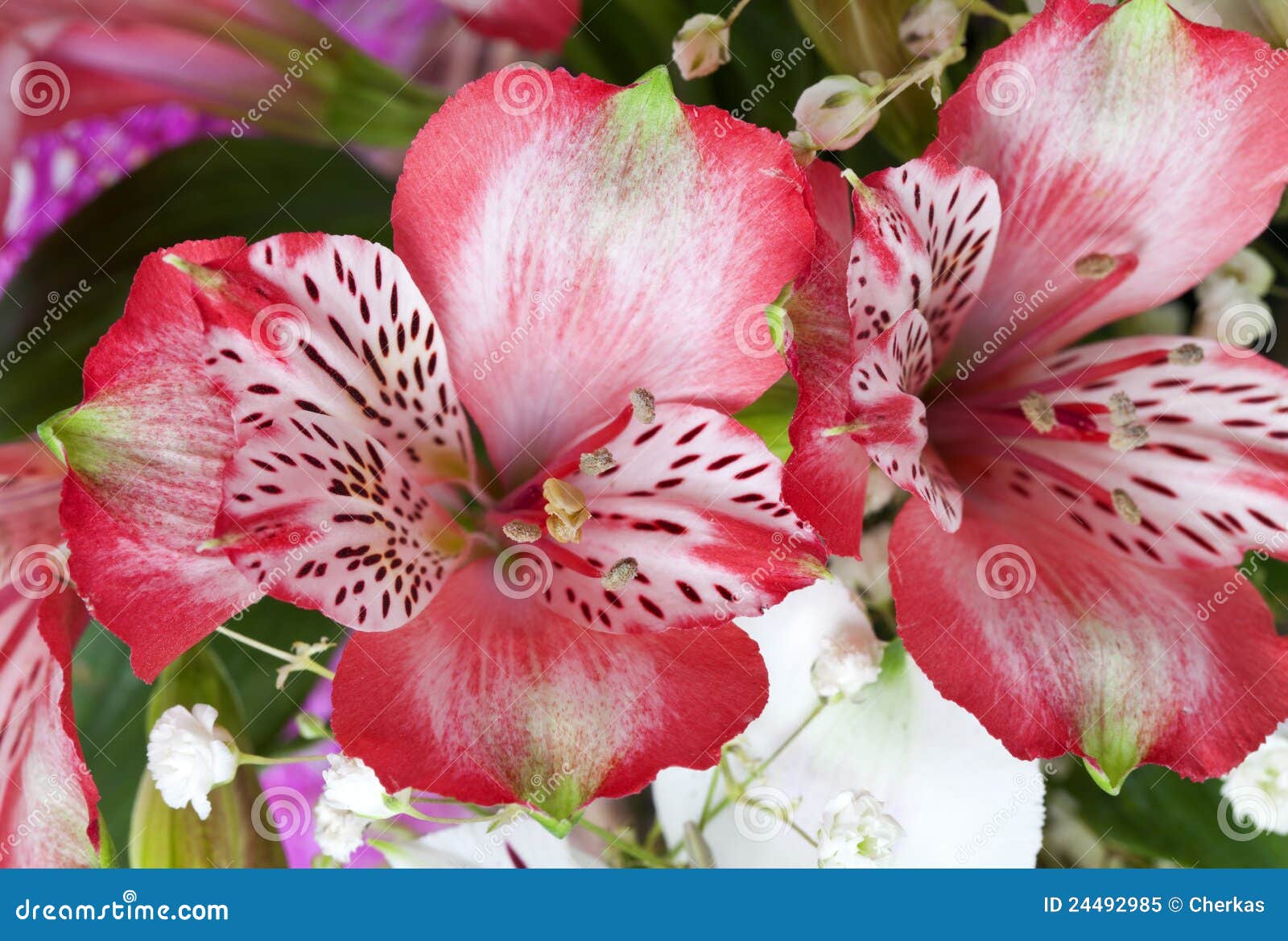Flowers alstroemeria stock image. Image of plant, nature - 24492985