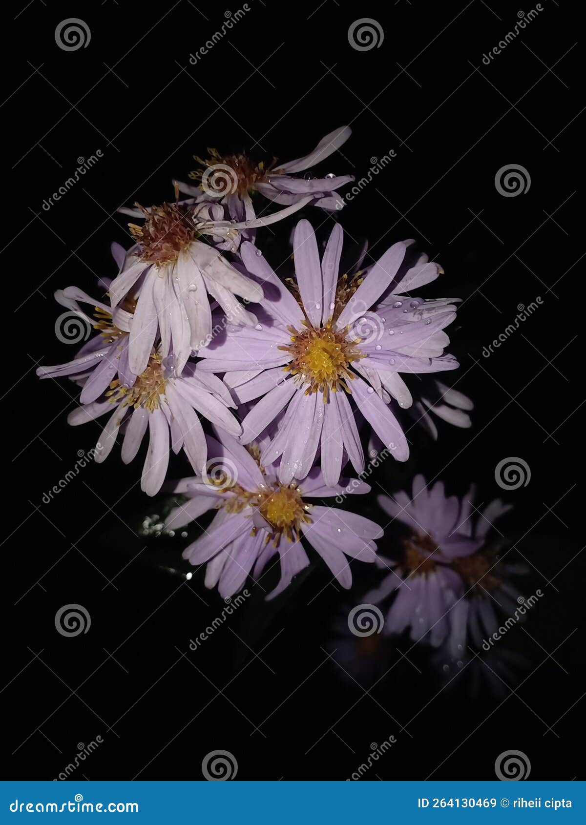 Flowers with Amazing Colour and Beautiful Vibes Stock Image - Image of ...