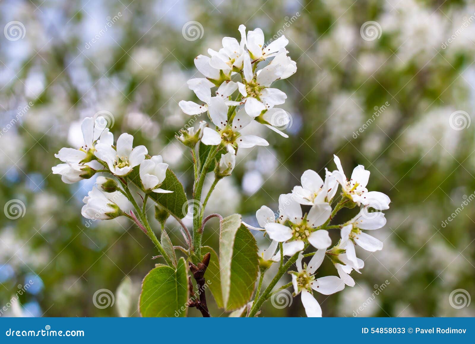 Flowers of amelanchier stock image. Image of outdoors - 54858033