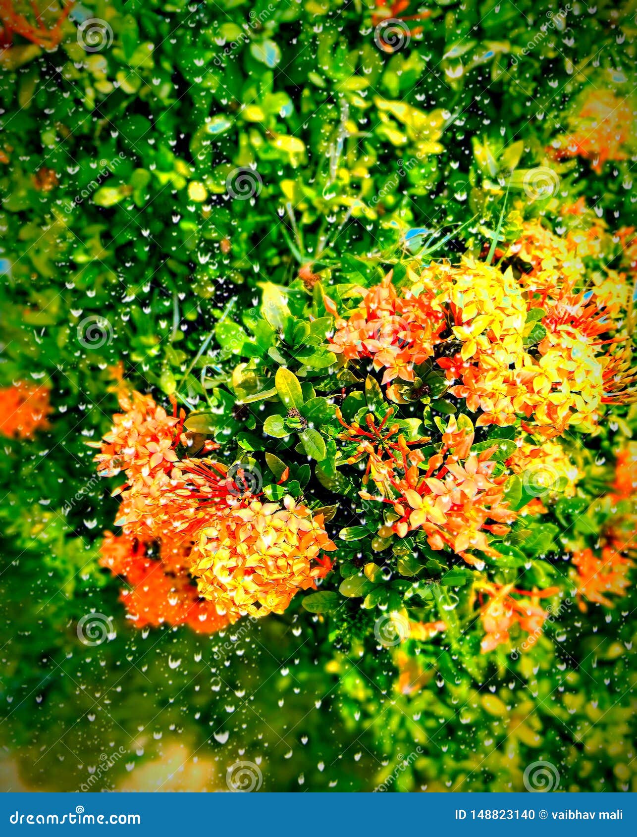 Flowers Amezing Green Red Flowers Nature Editorial Image - Image of ...