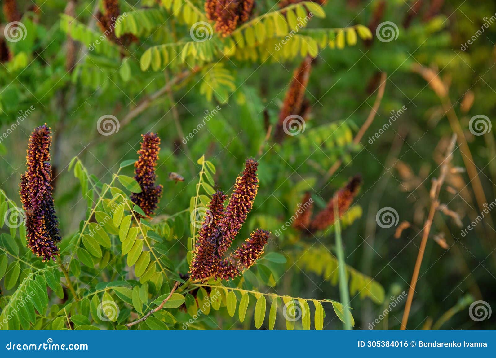 The Flowers of Amorpha Fruticosa the Desert False Indigo Stock Photo ...