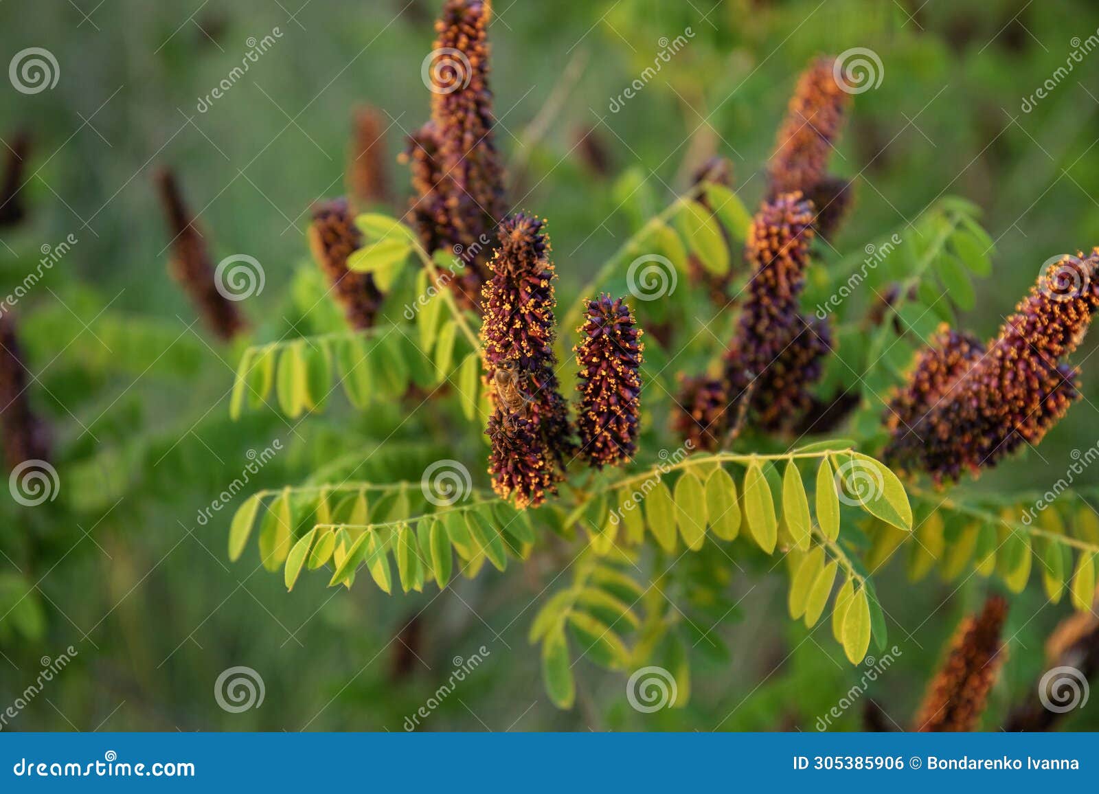 The Flowers of Amorpha Fruticosa the Desert False Indigo Stock Photo ...