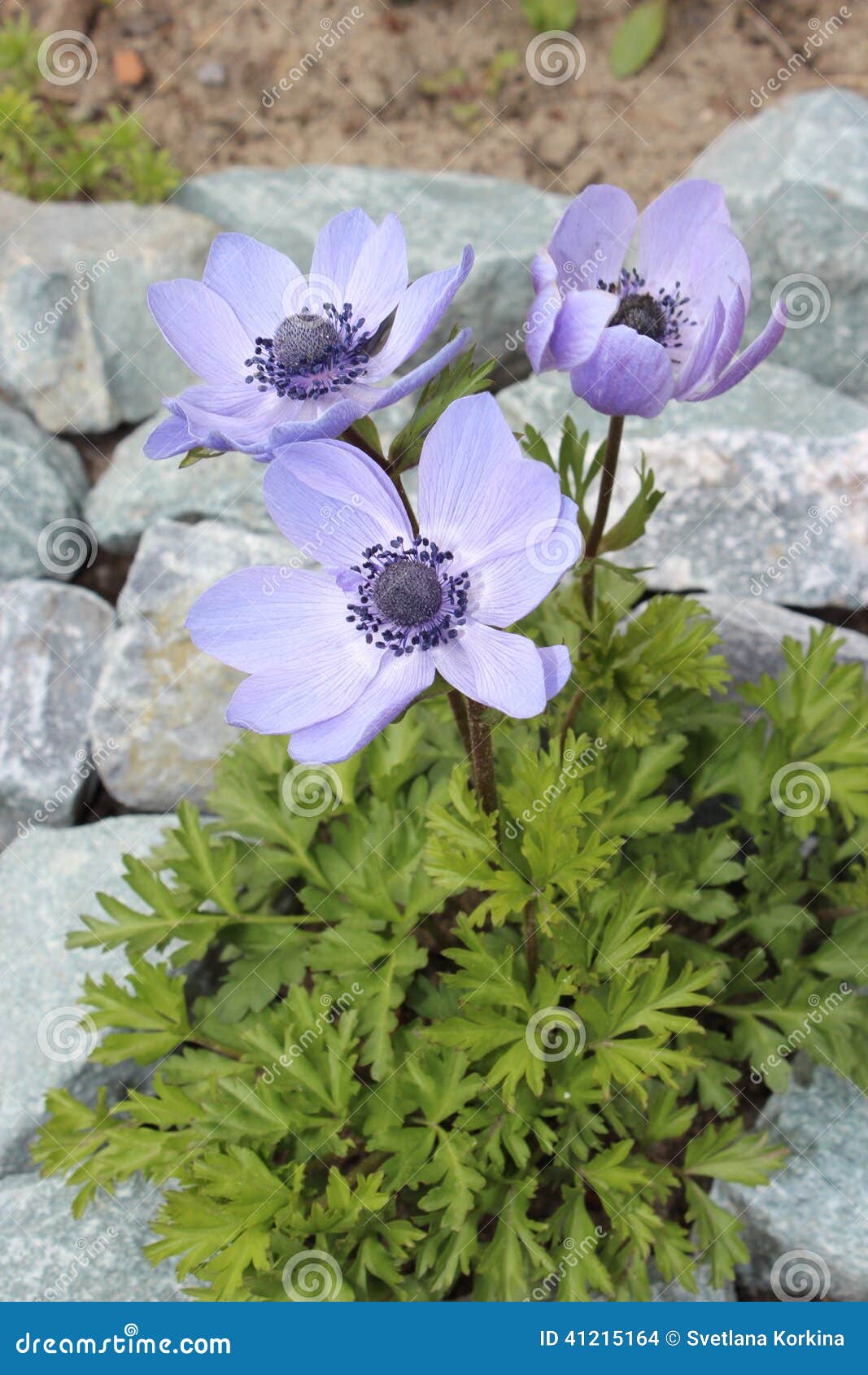Flowers Anemone Blooming in the Garden Stock Photo - Image of bright ...