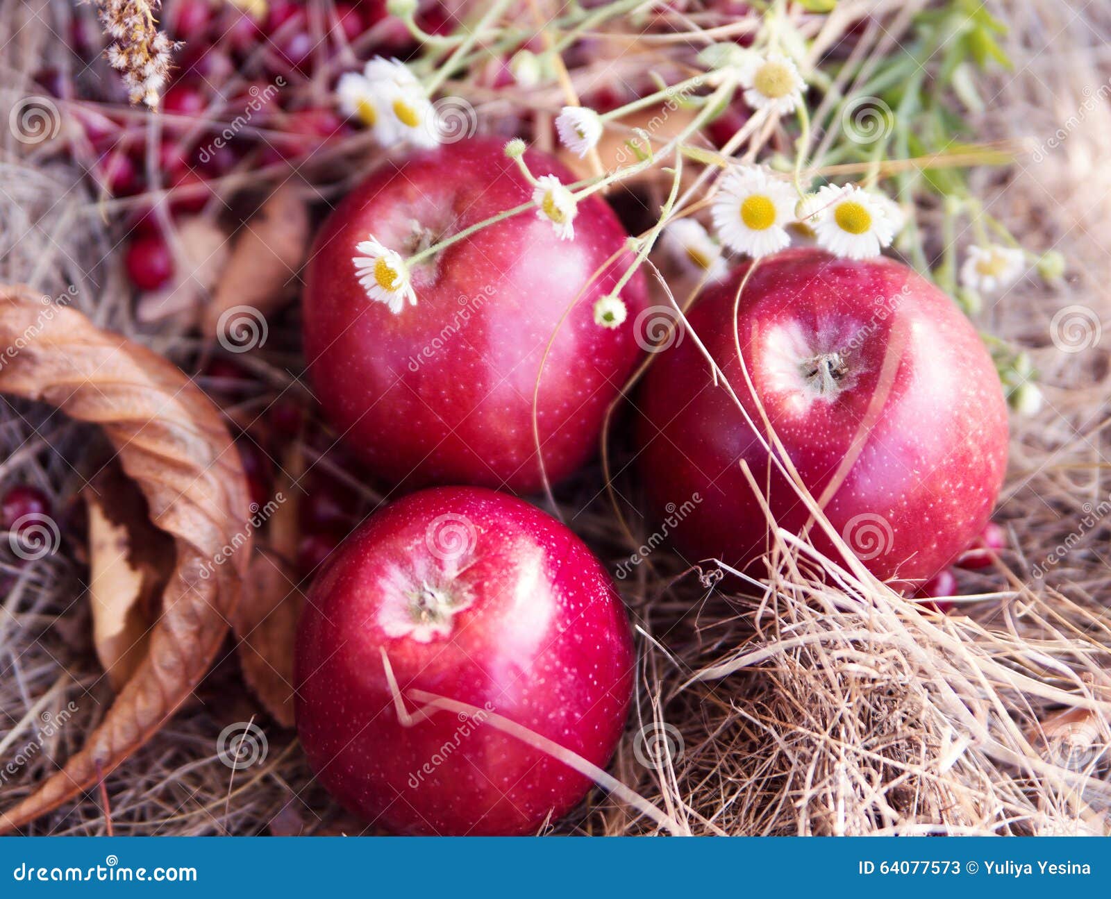 Flowers and apple on hay stock image. Image of food, bloom - 64077573