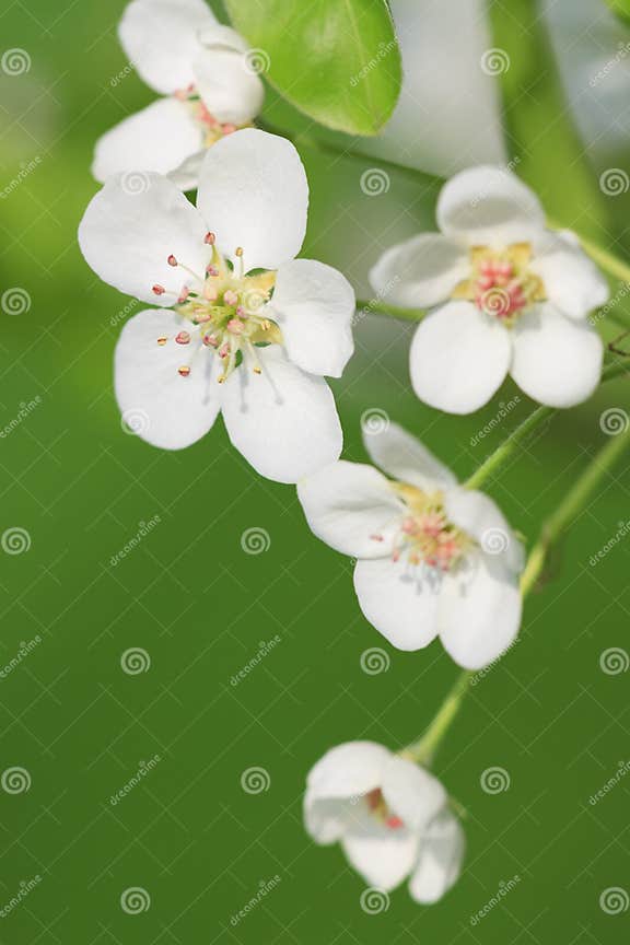 Flowers of apple tree stock image. Image of pistil, fresh - 12777813