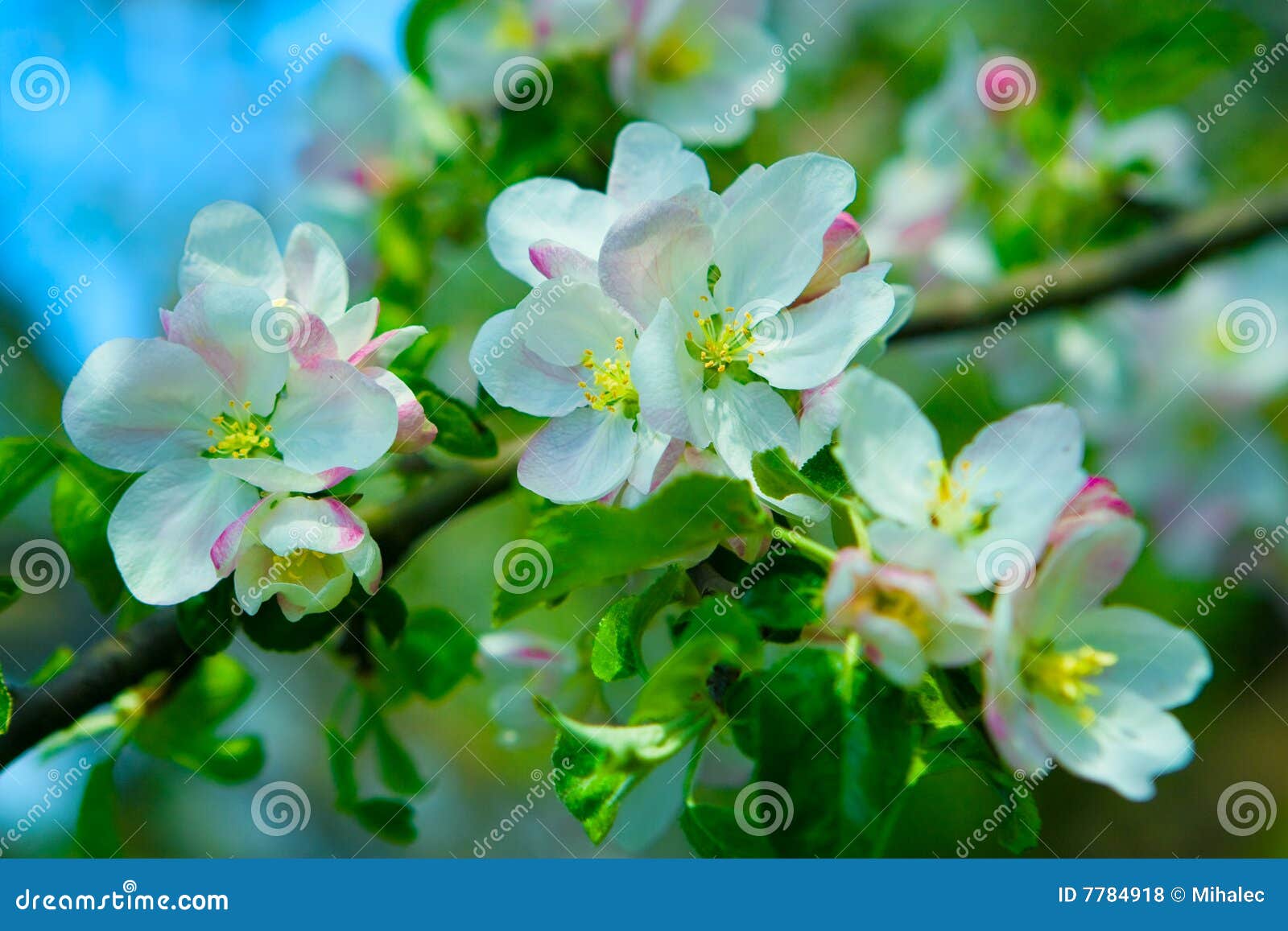 Flowers of Apple Tree Abstract Stock Photo - Image of crab, botany: 7784918