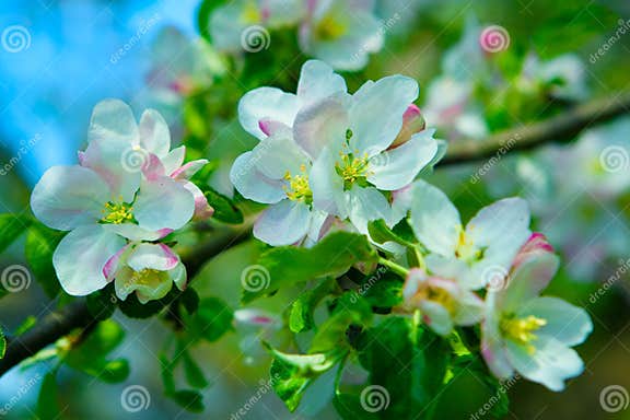 Flowers of Apple Tree Abstract Stock Photo - Image of crab, botany: 7784918