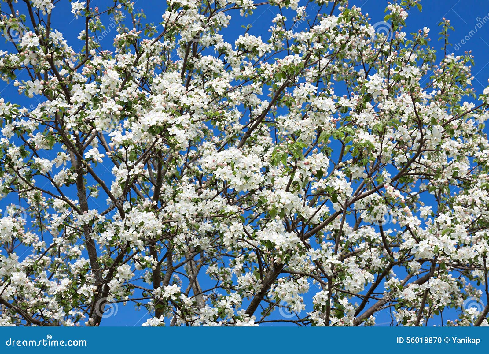 Flowers of an Apple-tree Blossom in the Spring Stock Photo - Image of ...