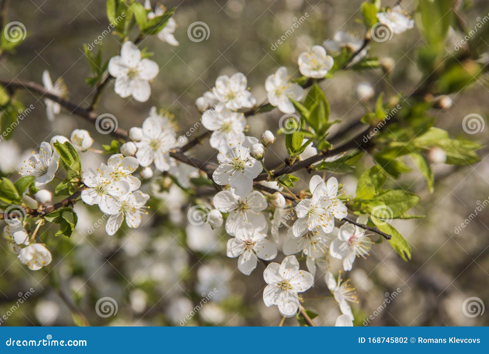 Flowers of the Apple Tree Blossoms on a Spring Day Stock Photo - Image ...