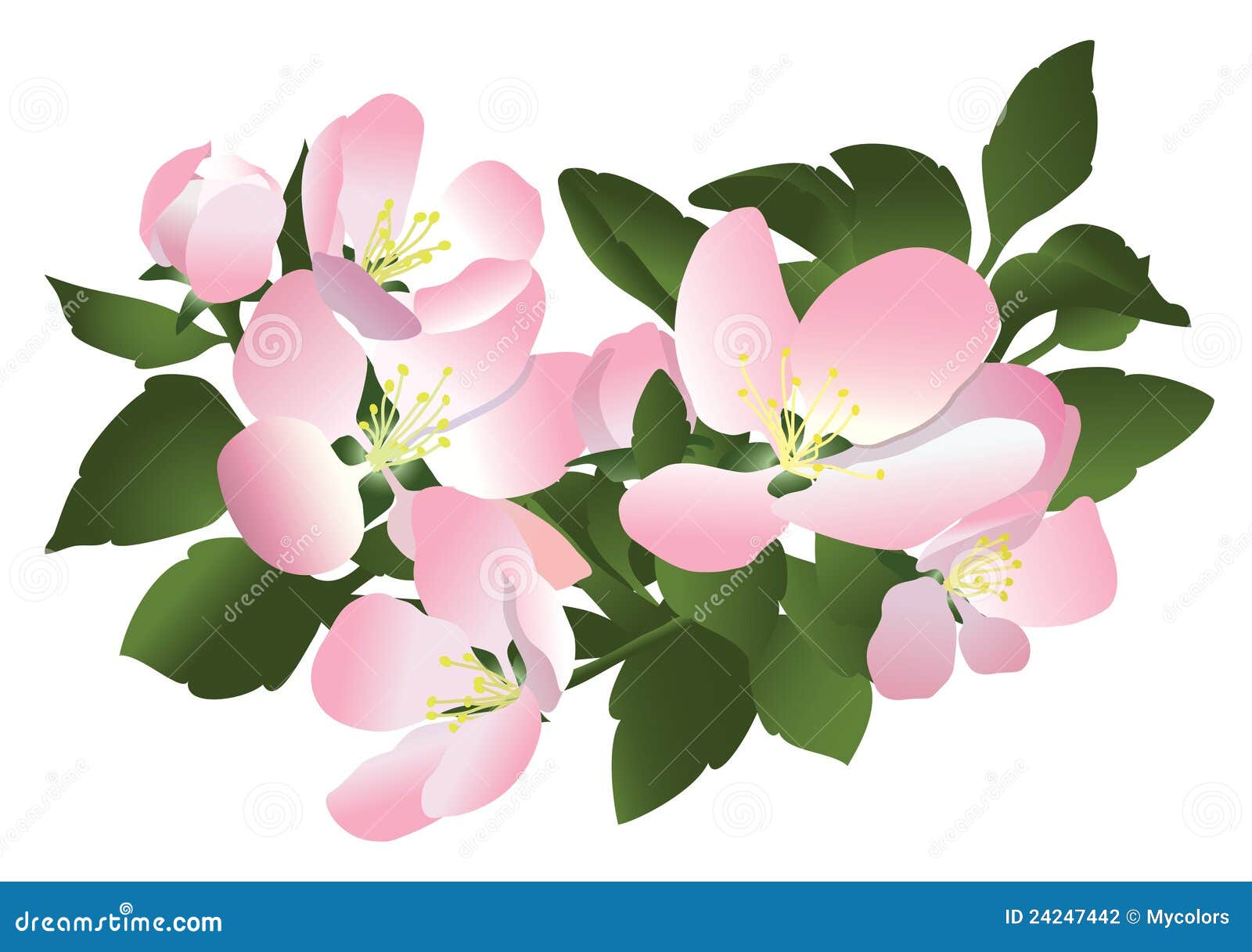 Flowers of Apple Tree - Eps Stock Vector - Illustration of rosy, petal ...