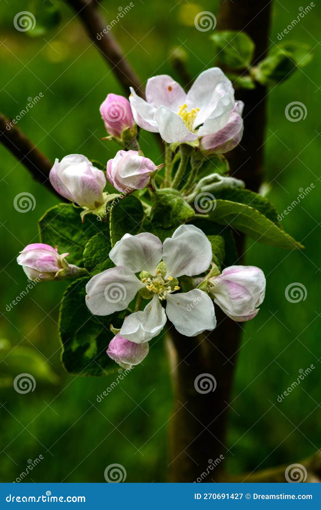 Flowers Of Apple Tree In The Rays Of A Bright Sun Apple Tree Is