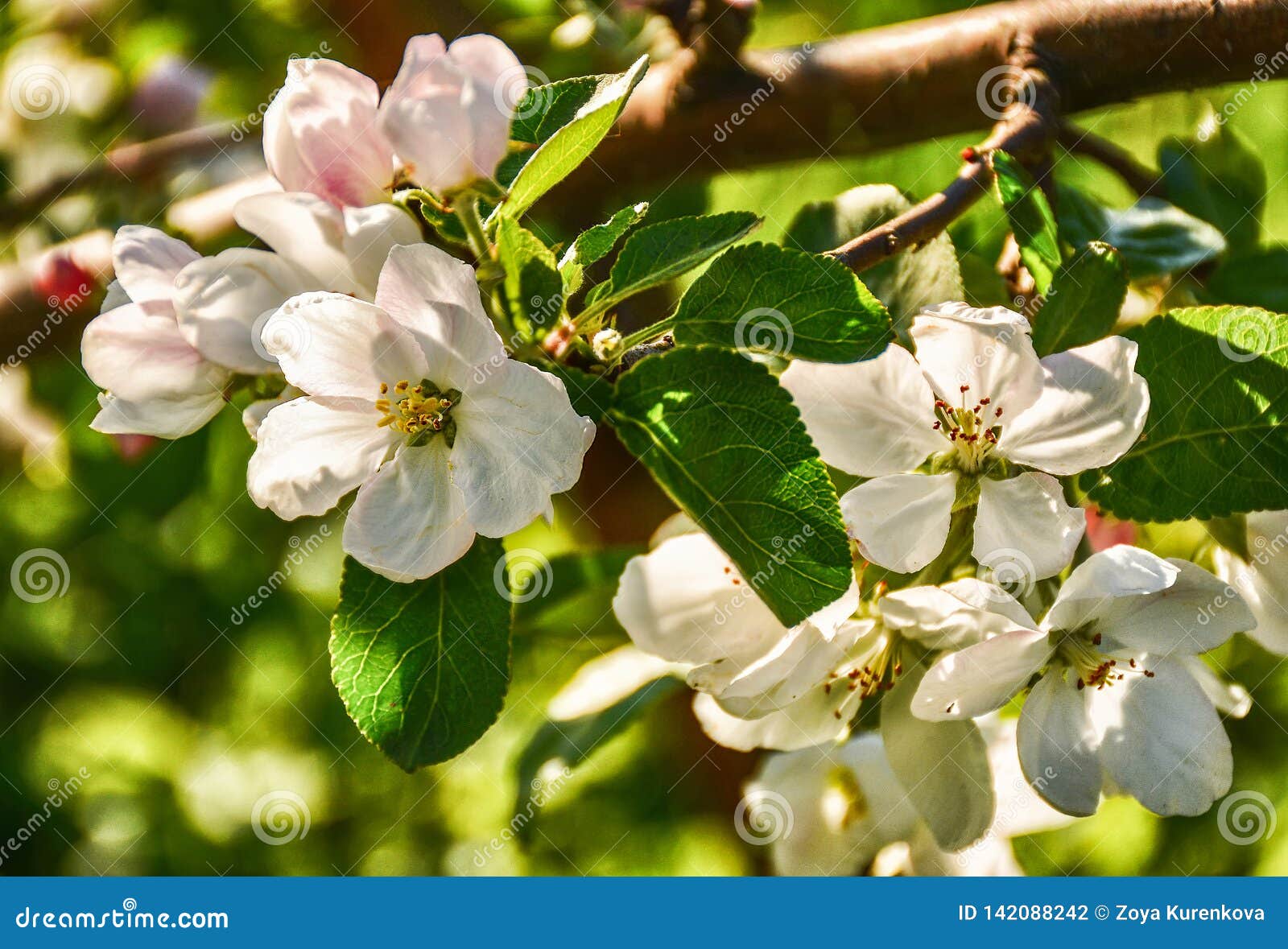 Spring Blooming Garden in May Stock Photo - Image of village, beautiful ...