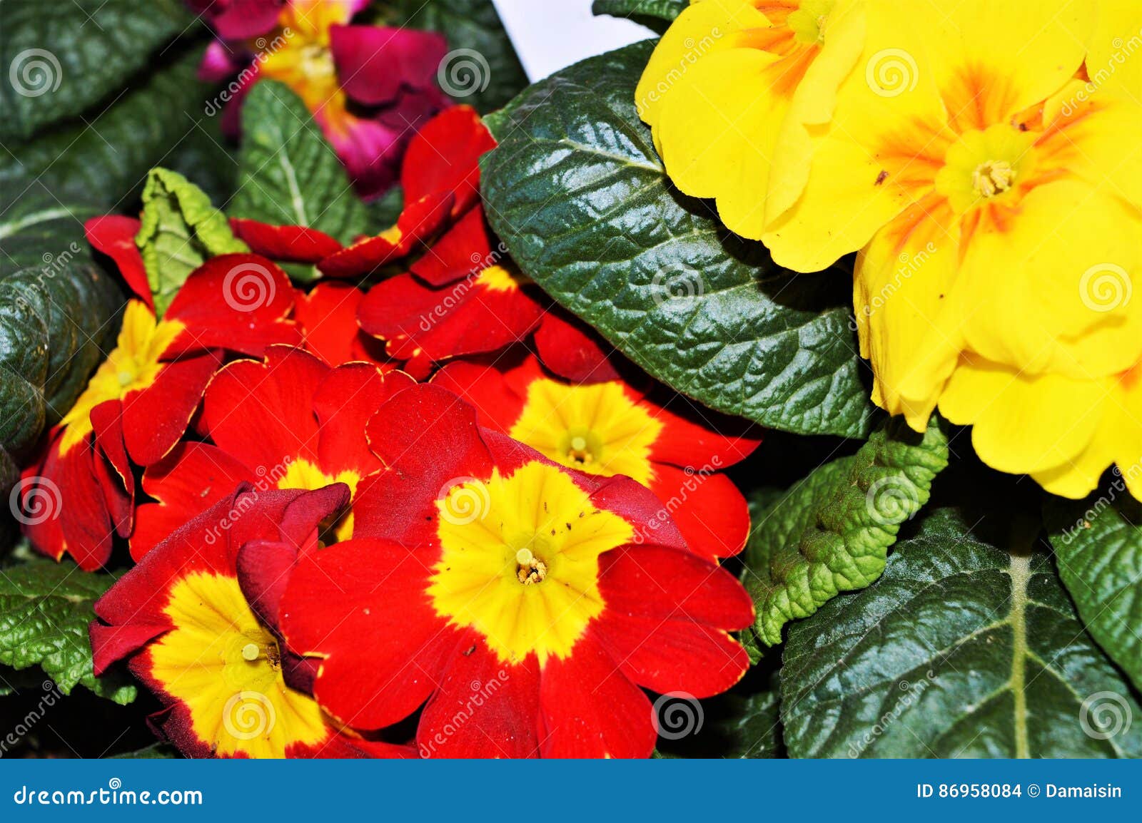 Flowers and appreciation stock photo. Image of friends - 86958084