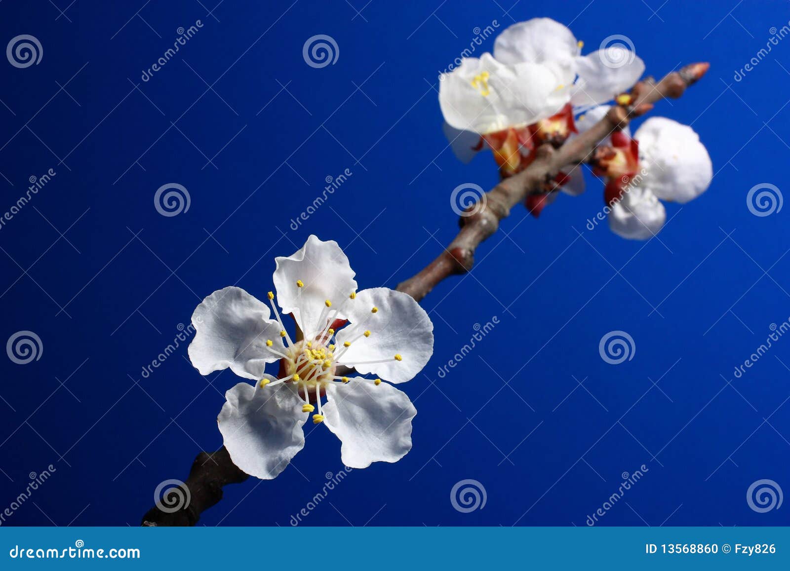 Flowers of apricot stock photo. Image of frond, freshness - 13568860
