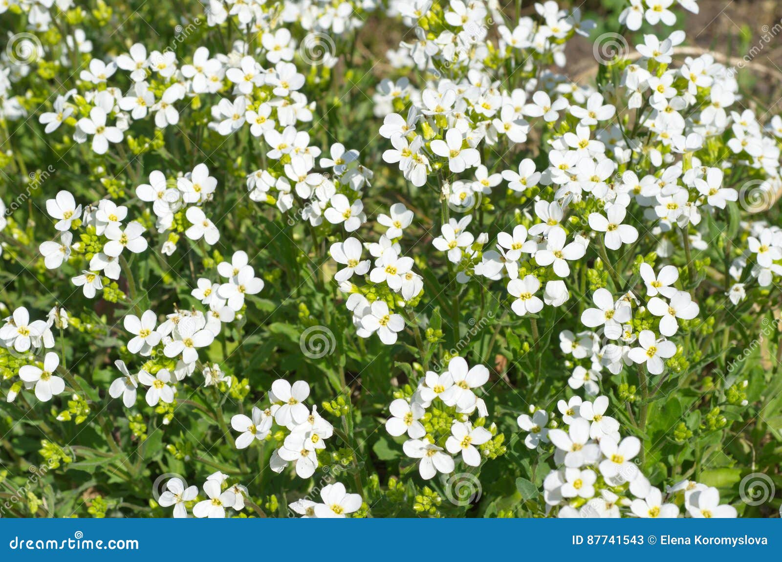The Flowers of Arabis stock image. Image of primrose - 87741543