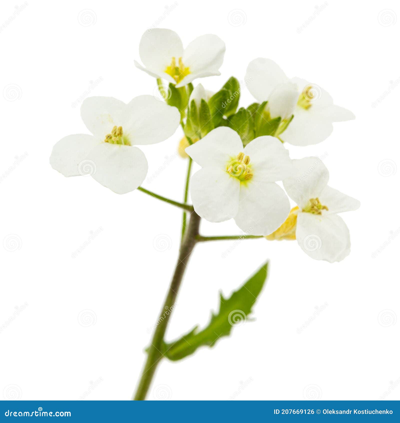 Flowers of Arabis, Isolated on White Background Stock Photo - Image of ...