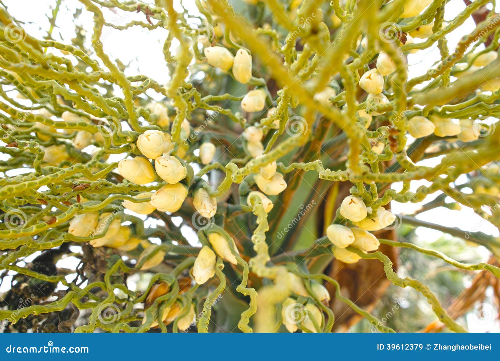 Flowers of areca stock image. Image of flower, catechu - 39612379