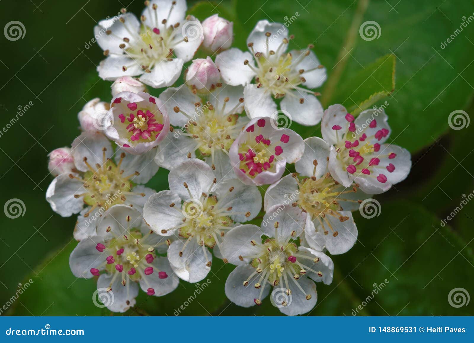 Flowers of an Aronia Melanocarpa Tree Stock Image - Image of plant ...