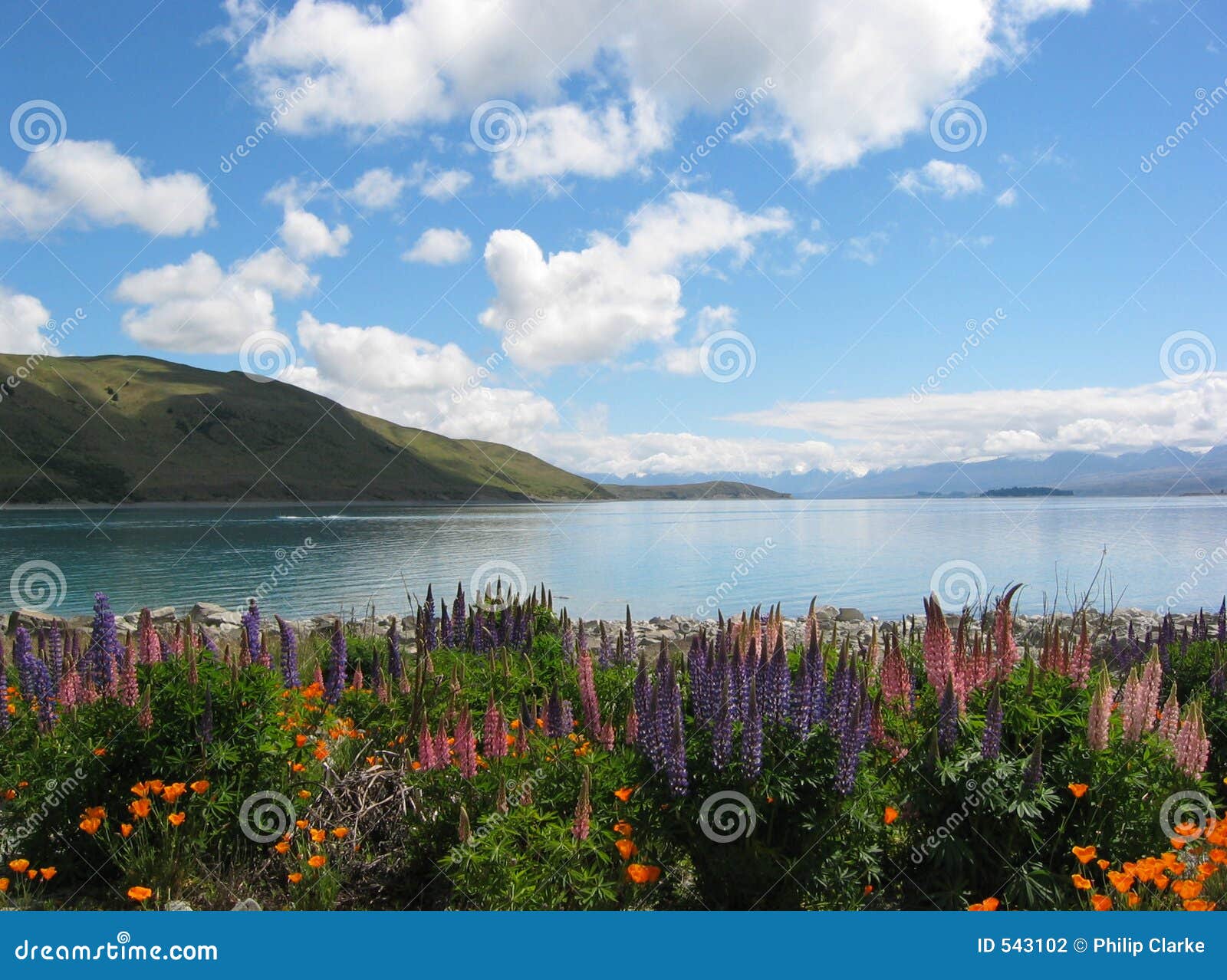 Flowers around a Lake stock photo. Image of south, water - 543102