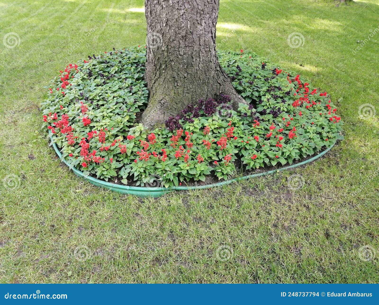 Flowers around the tree stock photo. Image of grass - 248737794