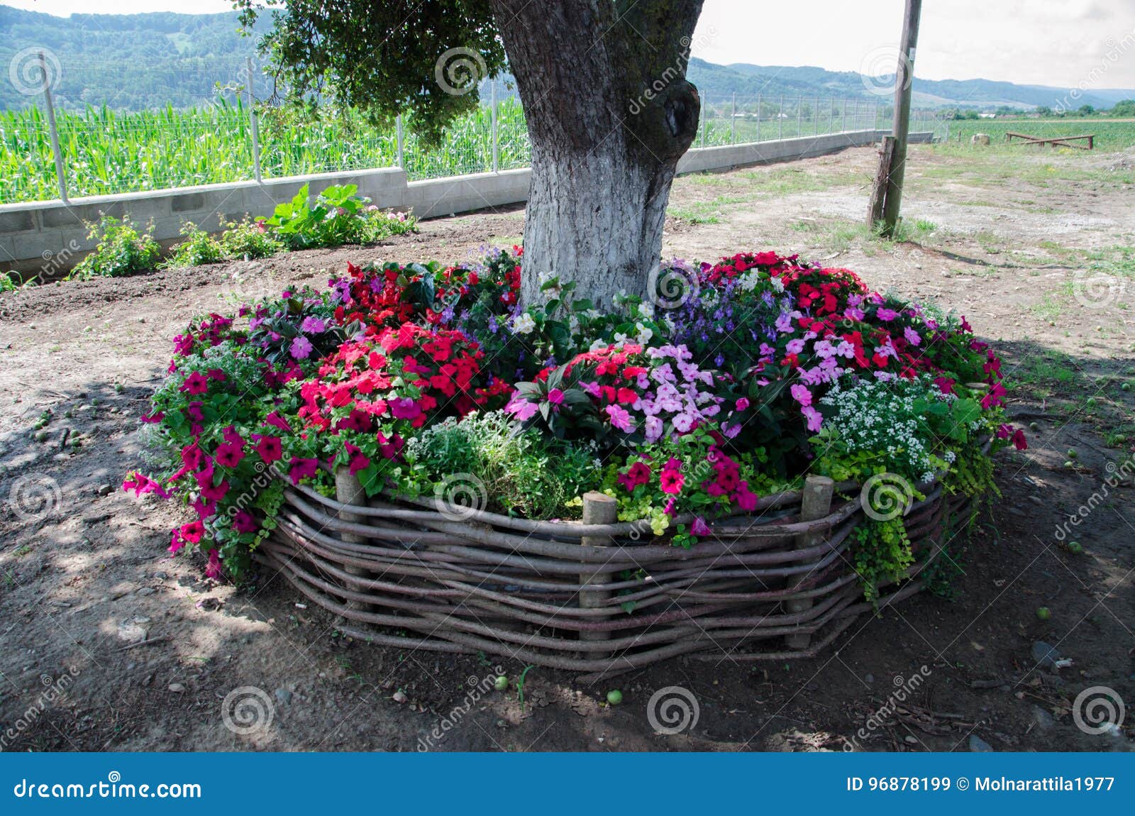 Flowers around the tree stock image. Image of nature - 96878199