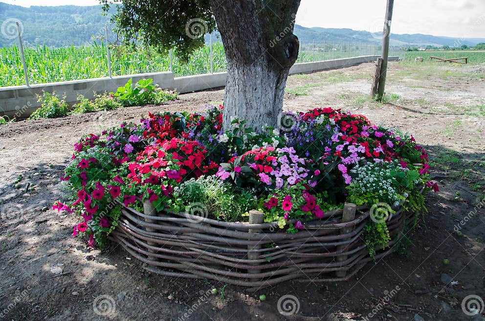 Flowers around the tree stock image. Image of nature - 96878199