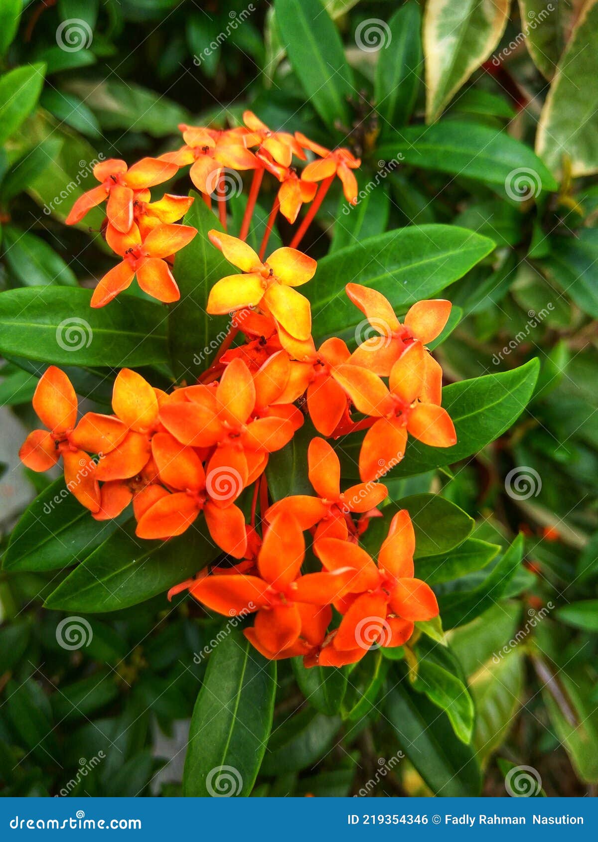 Flowers of Ashoka Tree in the Garden Stock Photo - Image of produce ...