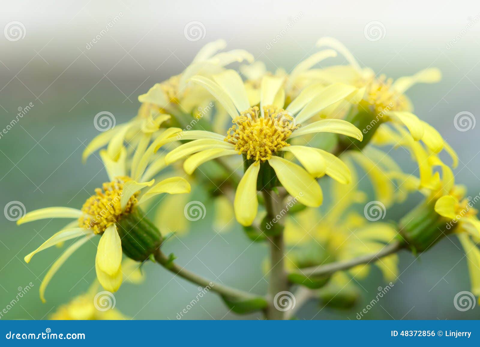 Flowers of Asteraceae stock photo. Image of growing, beauty - 48372856