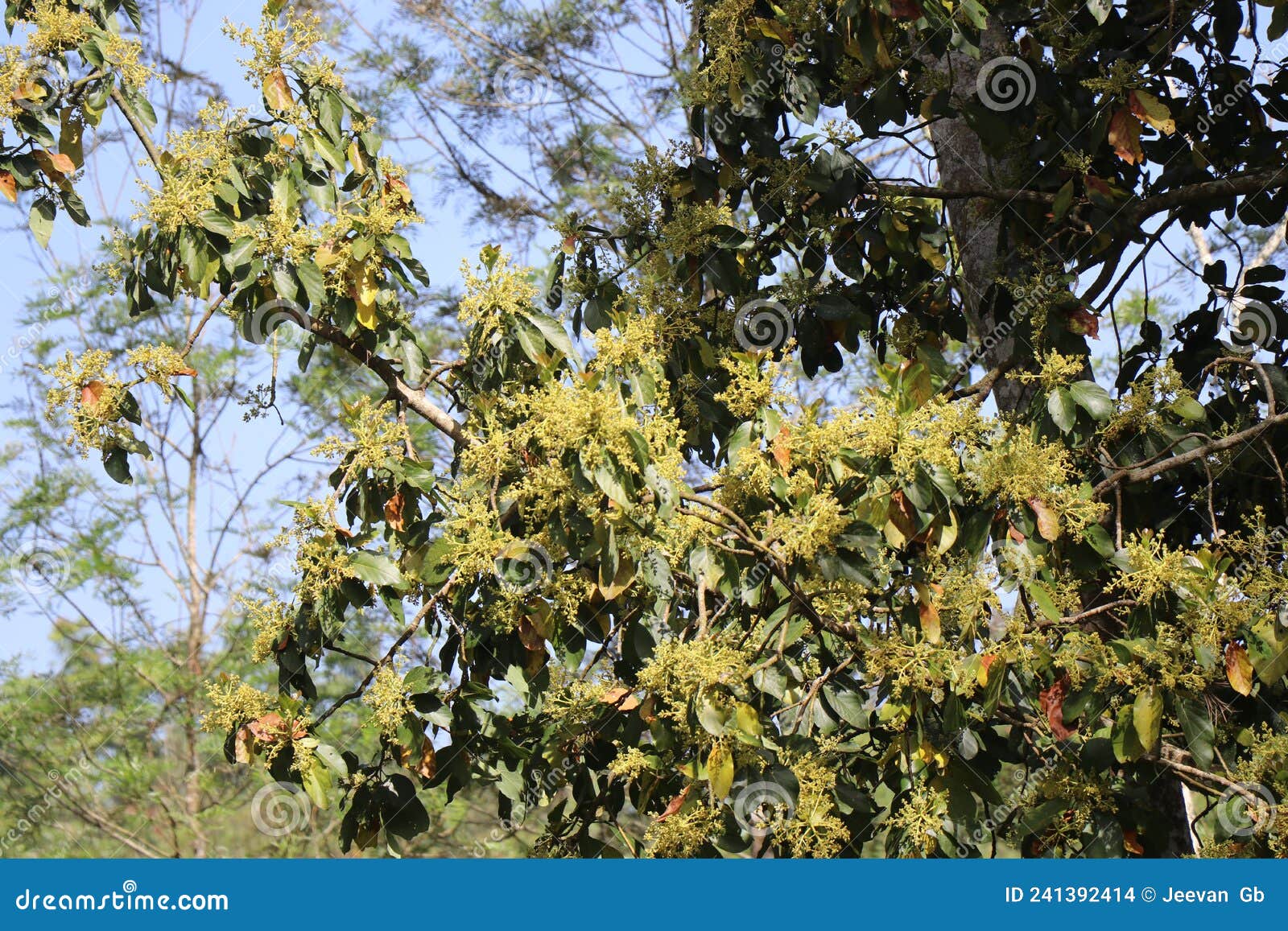 Flowers of Avocado Blooming in the Tree, Large Group of Avocado Flowers ...