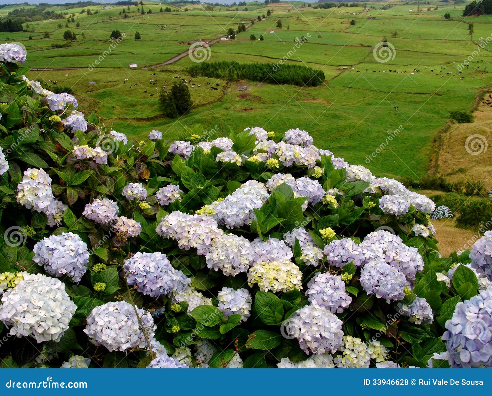 Flowers stock photo. Image of flowers, land, azores, view - 33946628