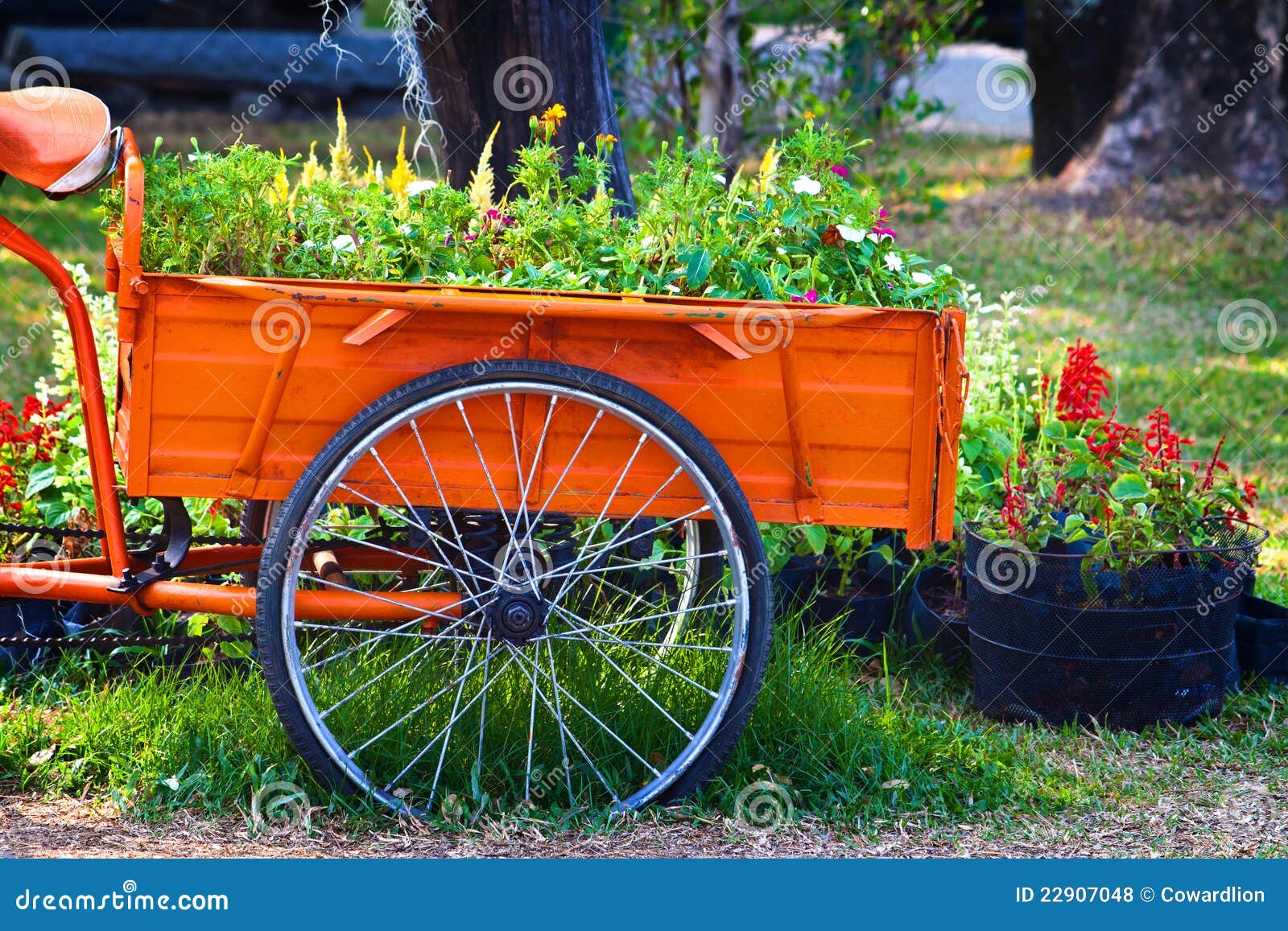 Flowers on the Back of a Tricycle Stock Photo - Image of plant, flower ...