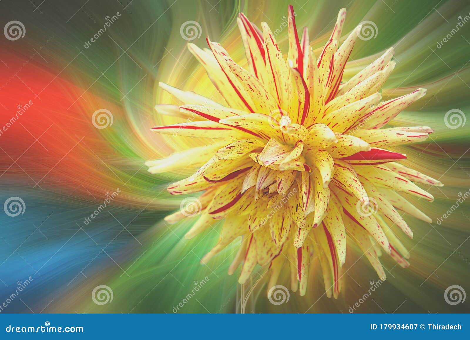 Flowers, Backdrops, Colorful Graphics Stock Image - Image of colorful ...