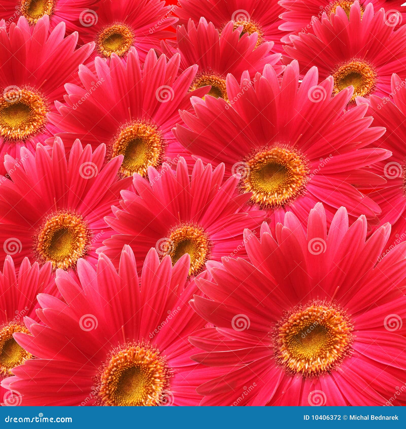 Flowers background stock photo. Image of closeup, nature - 10406372