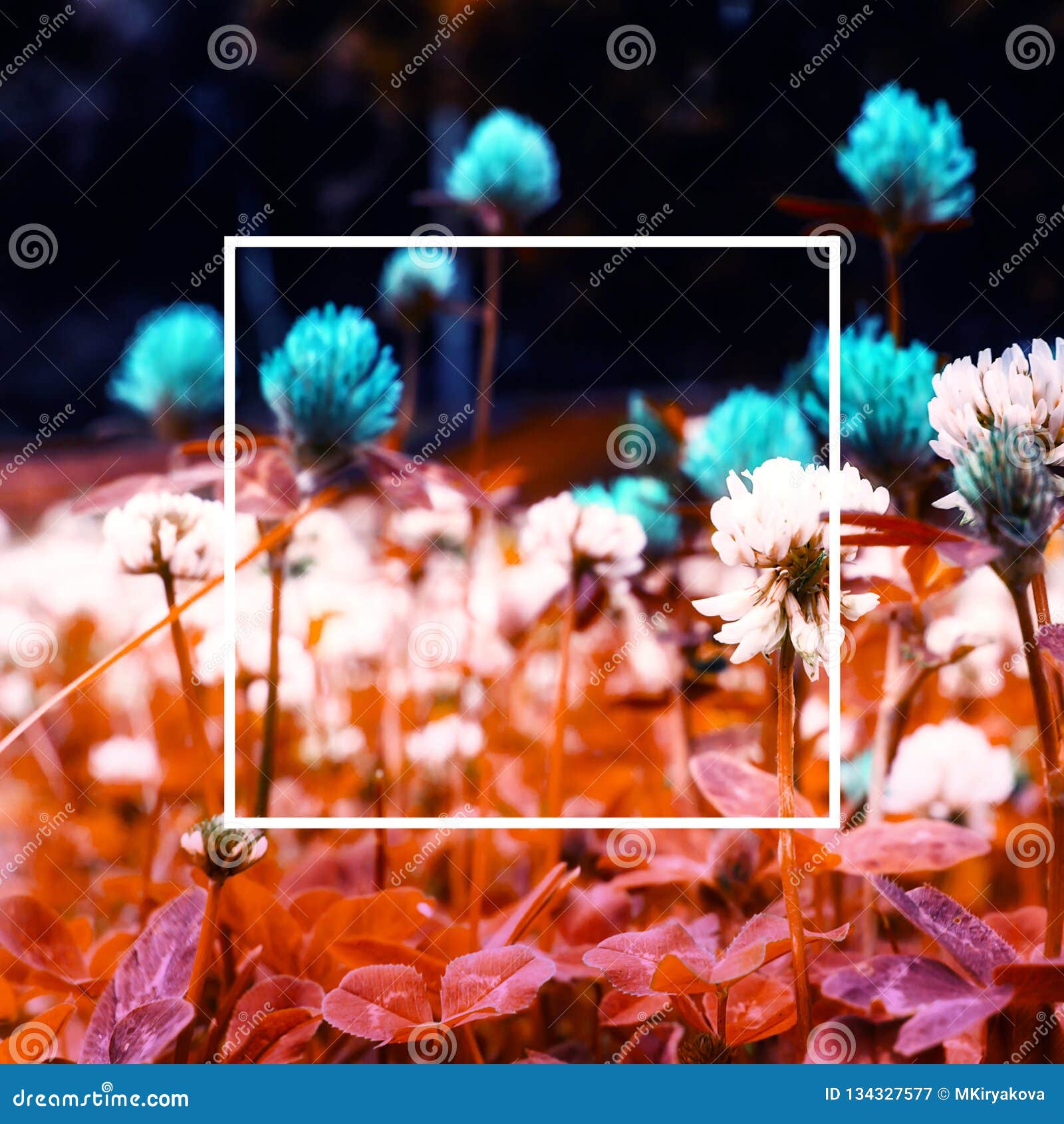 Flowers Background with Frame for Text Message. Stock Image - Image of ...