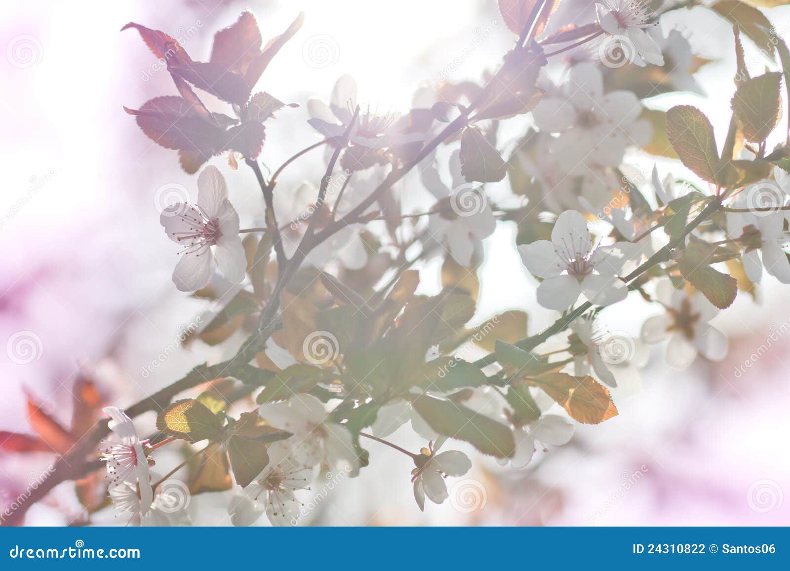 Flowers backlight stock photo. Image of freshness, nature - 24310822