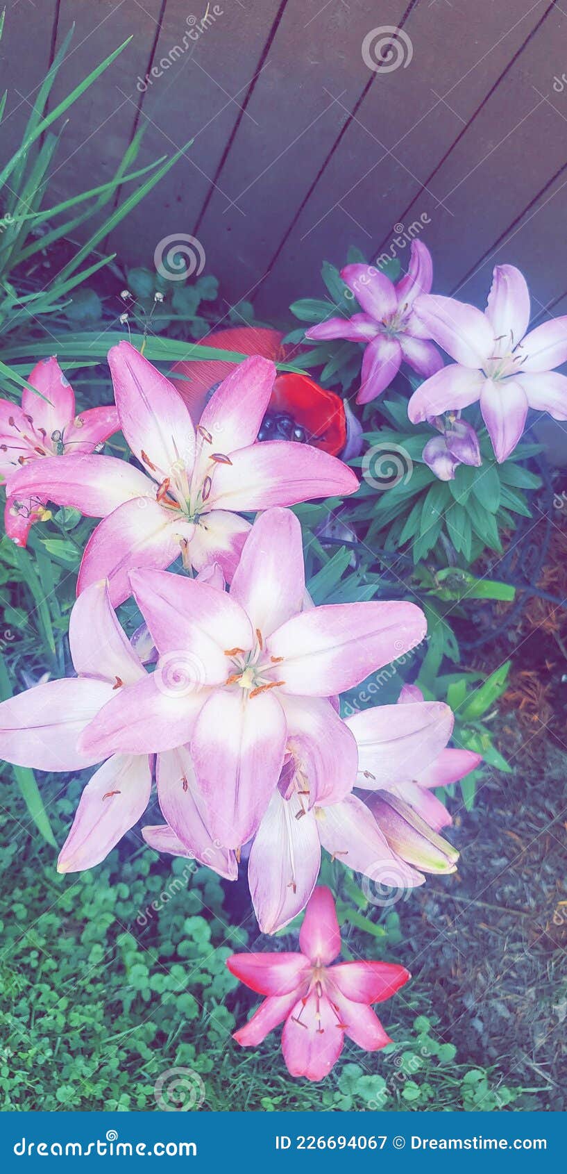 Flowers for bad days stock image. Image of leaf, pink - 226694067