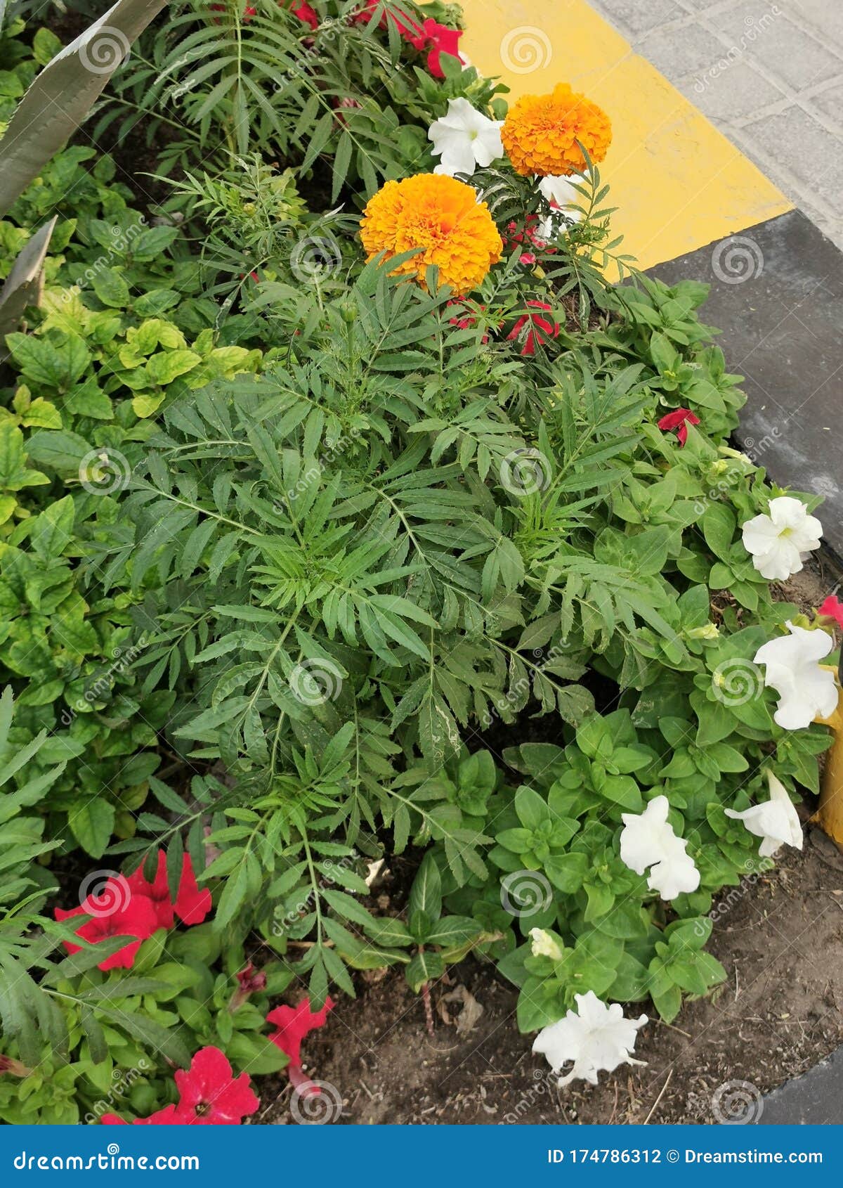 Flowers in Bahrain stock photo. Image of flowers, green - 174786312