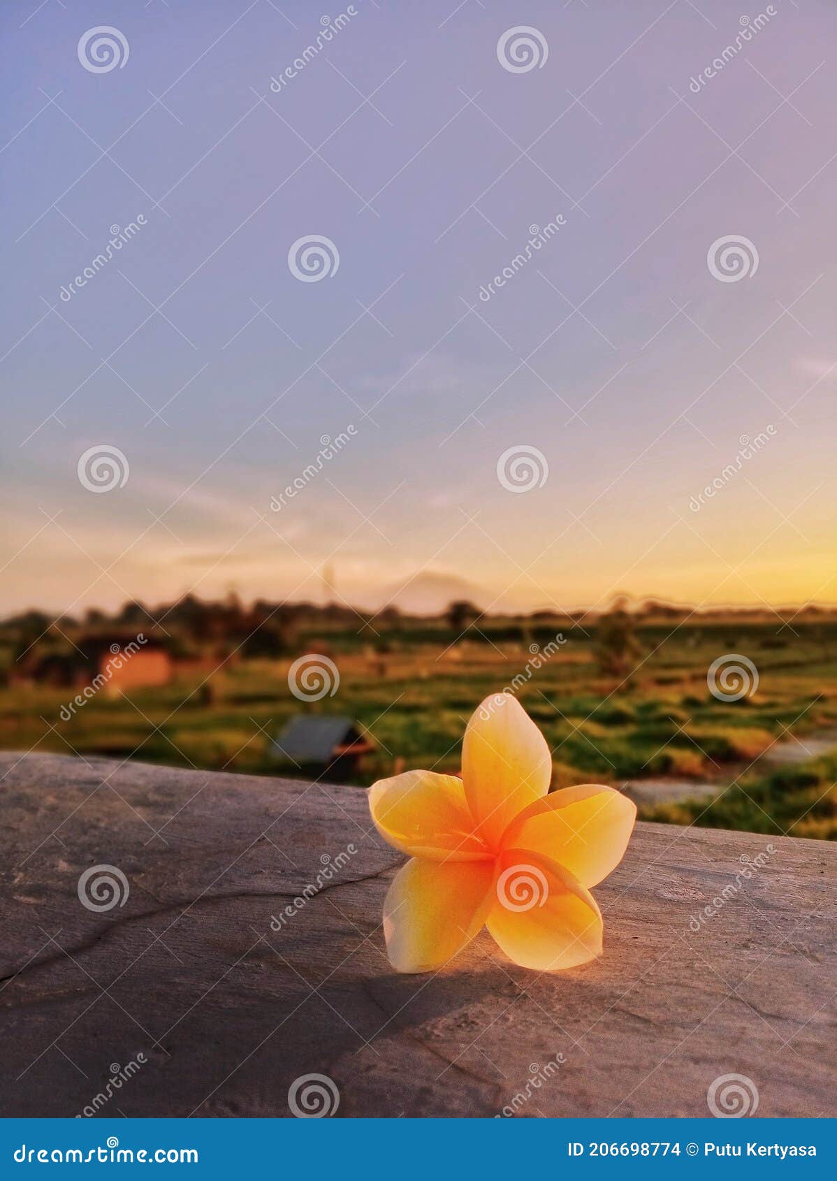 Flowers of Bali or Jepun Bali Stock Photo - Image of dawn, dusk: 206698774