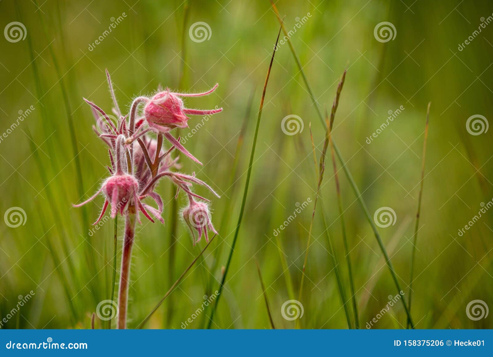 Flowers of Banff National Park Canada Stock Photo - Image of plant ...