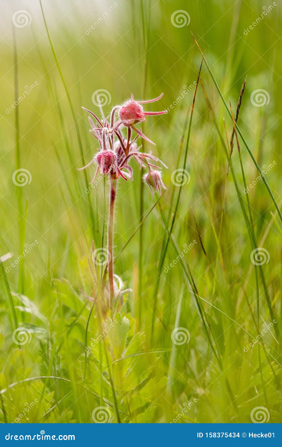 Flowers of Banff National Park Canada Stock Photo - Image of nature ...
