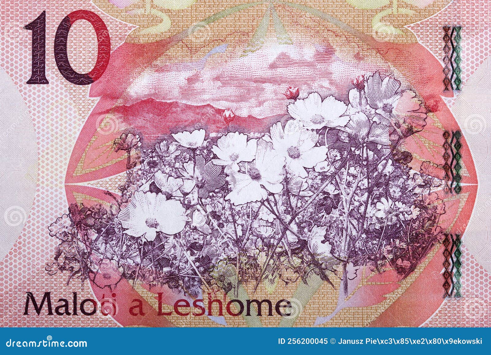 Flowers from Banknotes of Lesotho Stock Image - Image of maloti, cash ...