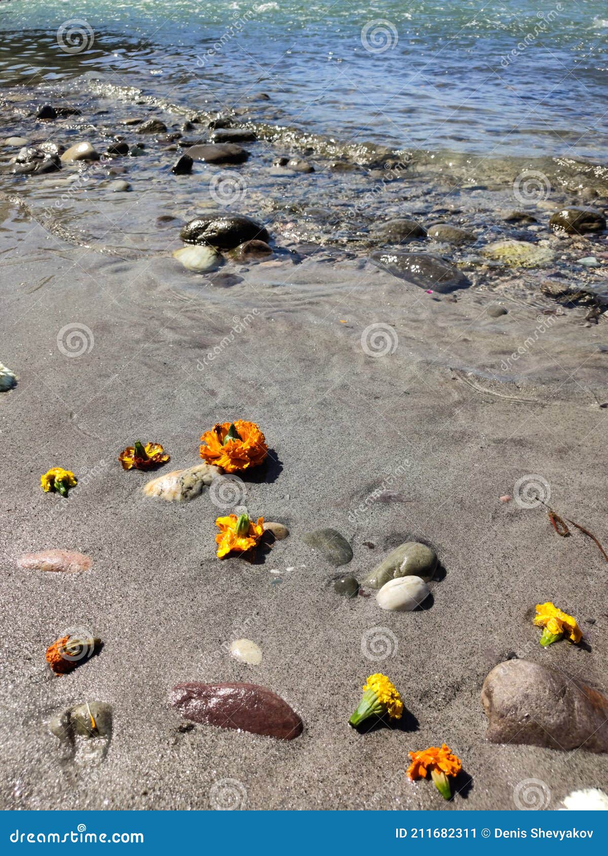Flowers on the Banks of the Ganges. Stock Image - Image of soil, autumn ...