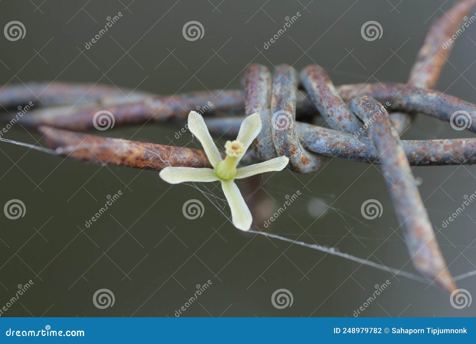 Flowers and barbed wire stock photo. Image of nature - 248979782