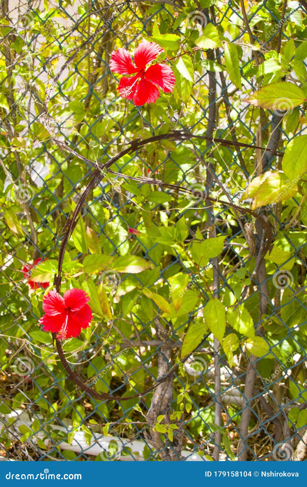 Flowers upon the Barbed Wire Fence Stock Photo - Image of background ...