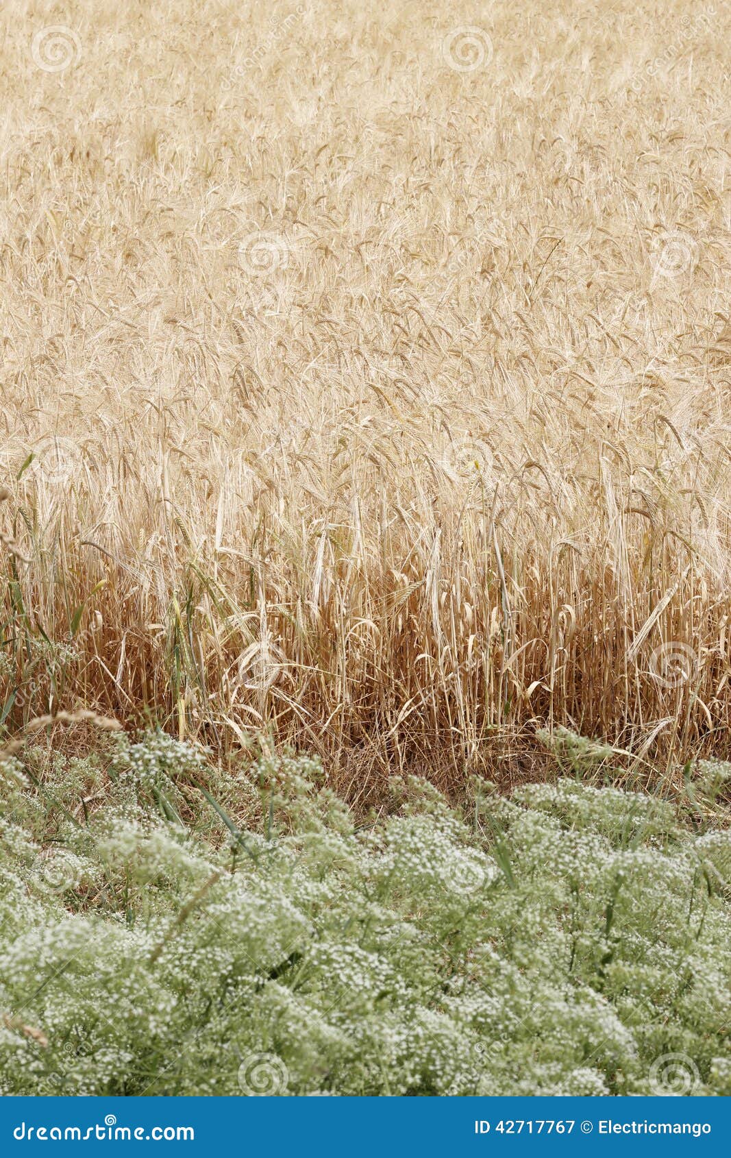 4,225 Barley Flowers Stock Photos - Free & Royalty-Free Stock Photos ...