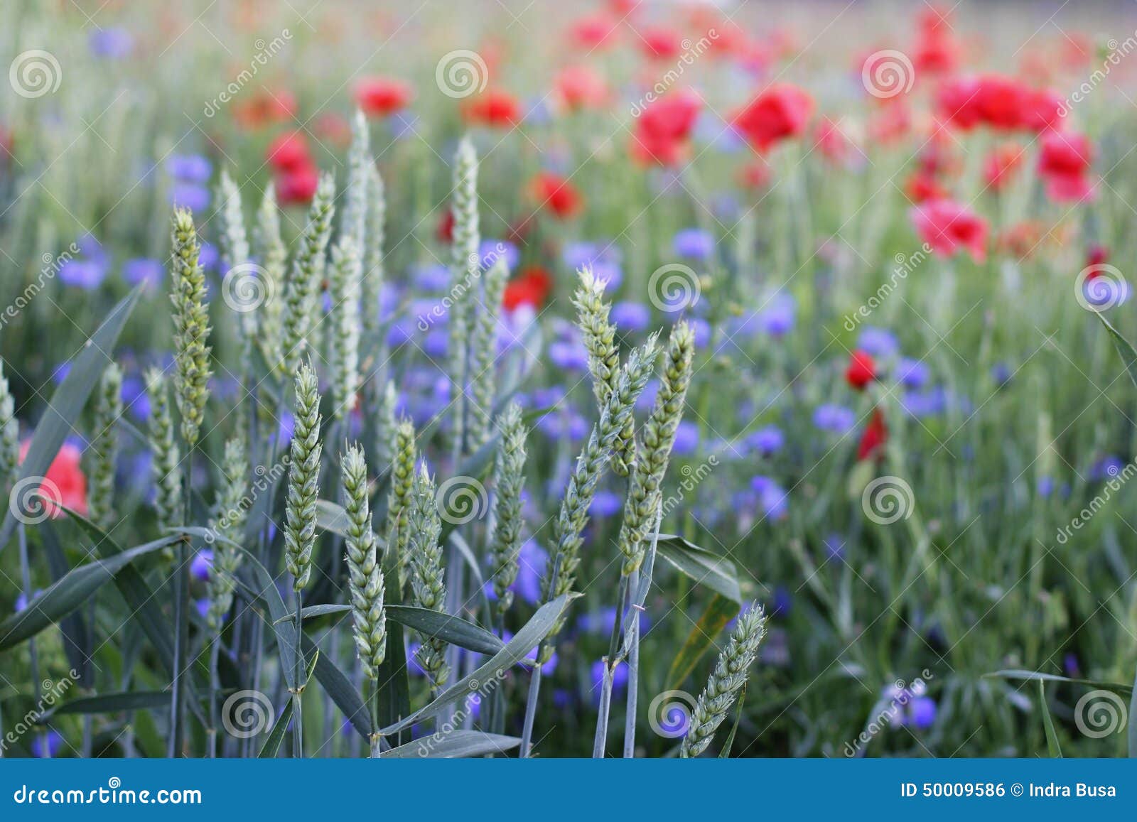 Flowers and barley stock photo. Image of barley, cornflower - 50009586