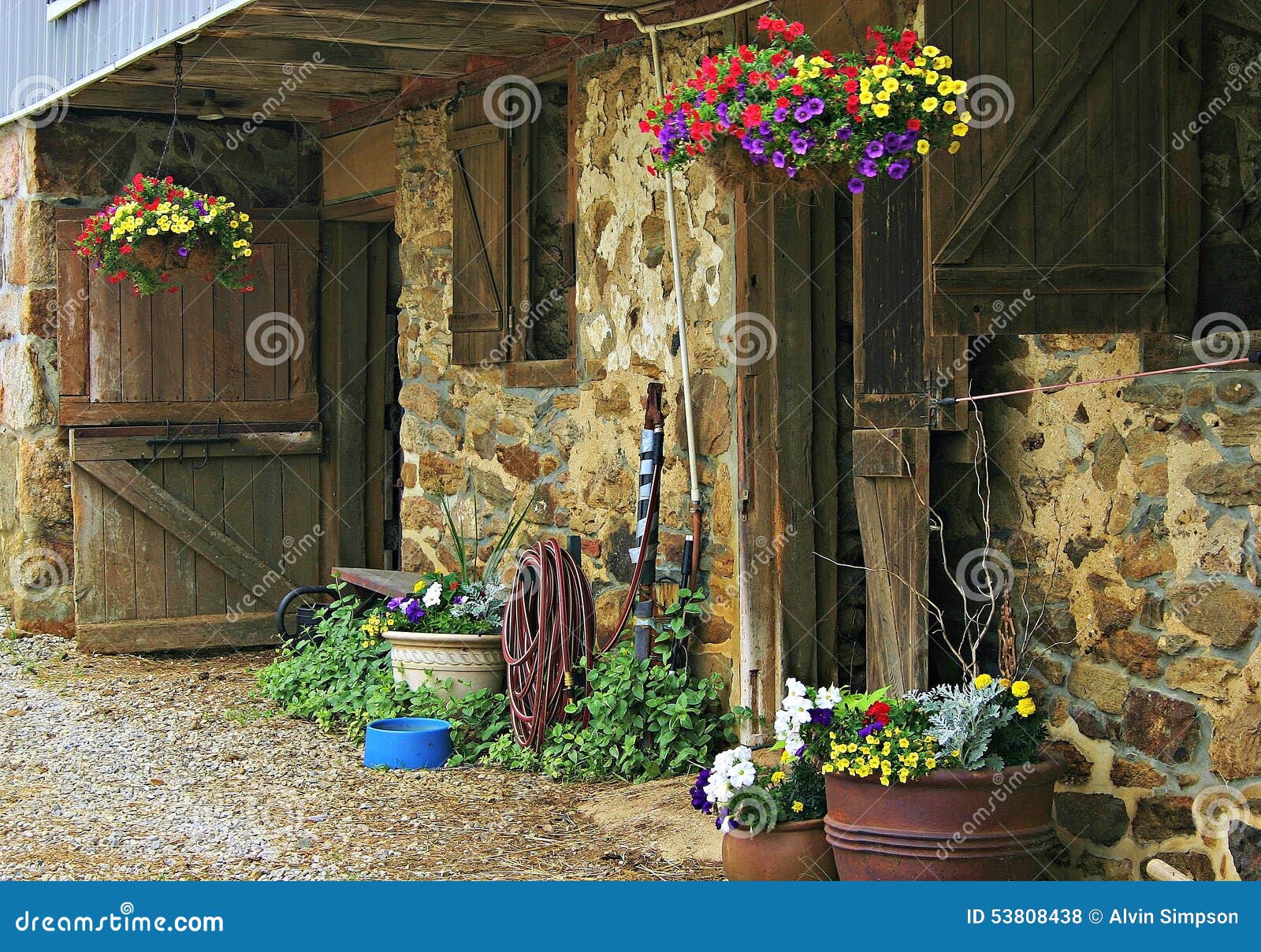 Flowers at the barn stock photo. Image of farm, barn - 53808438