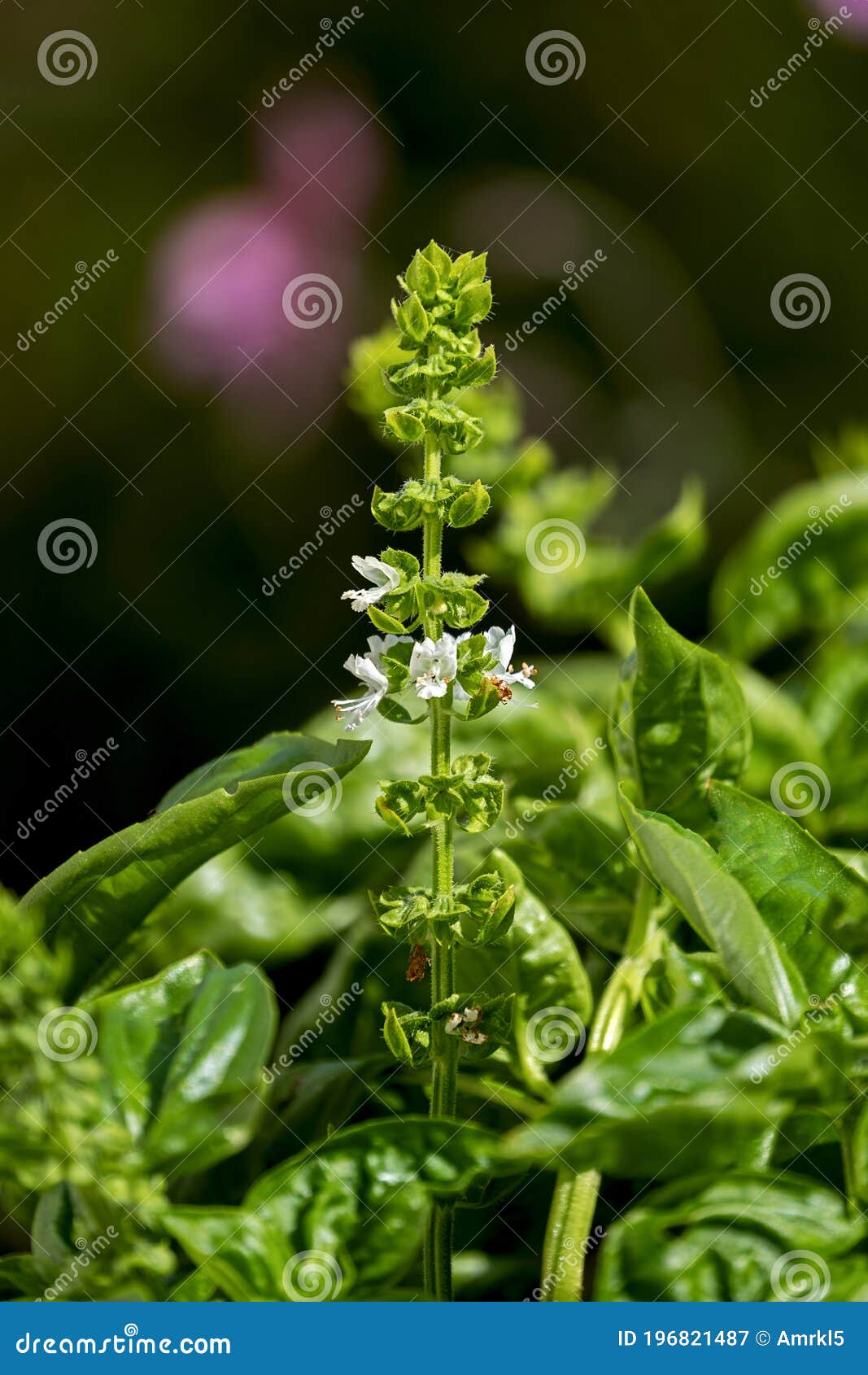 .flowers of a basil plant stock image. Image of leaf - 196821487
